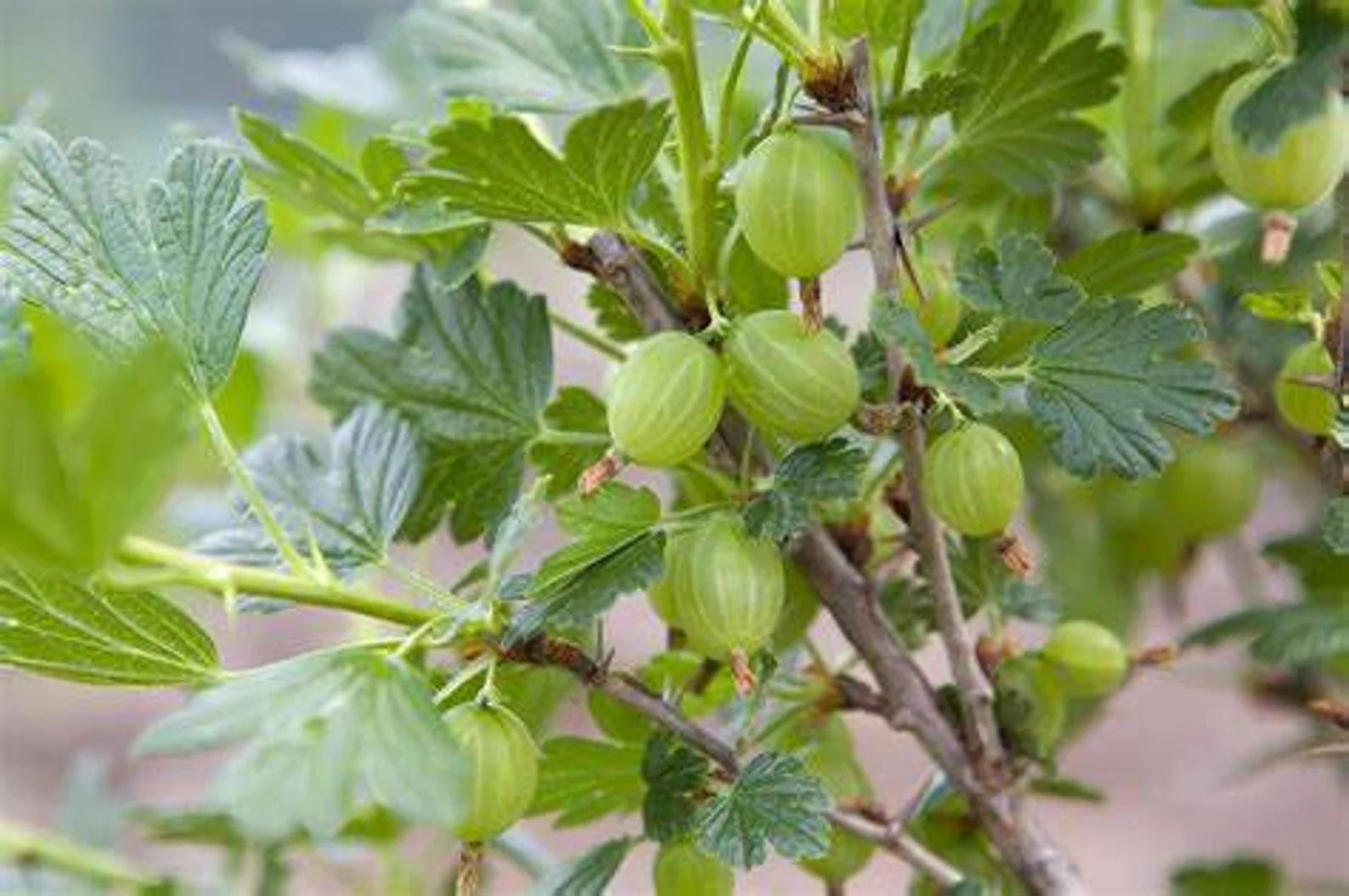 Growing Your Own Pixwell Gooseberry Plant - Healthy Harvesters ...
