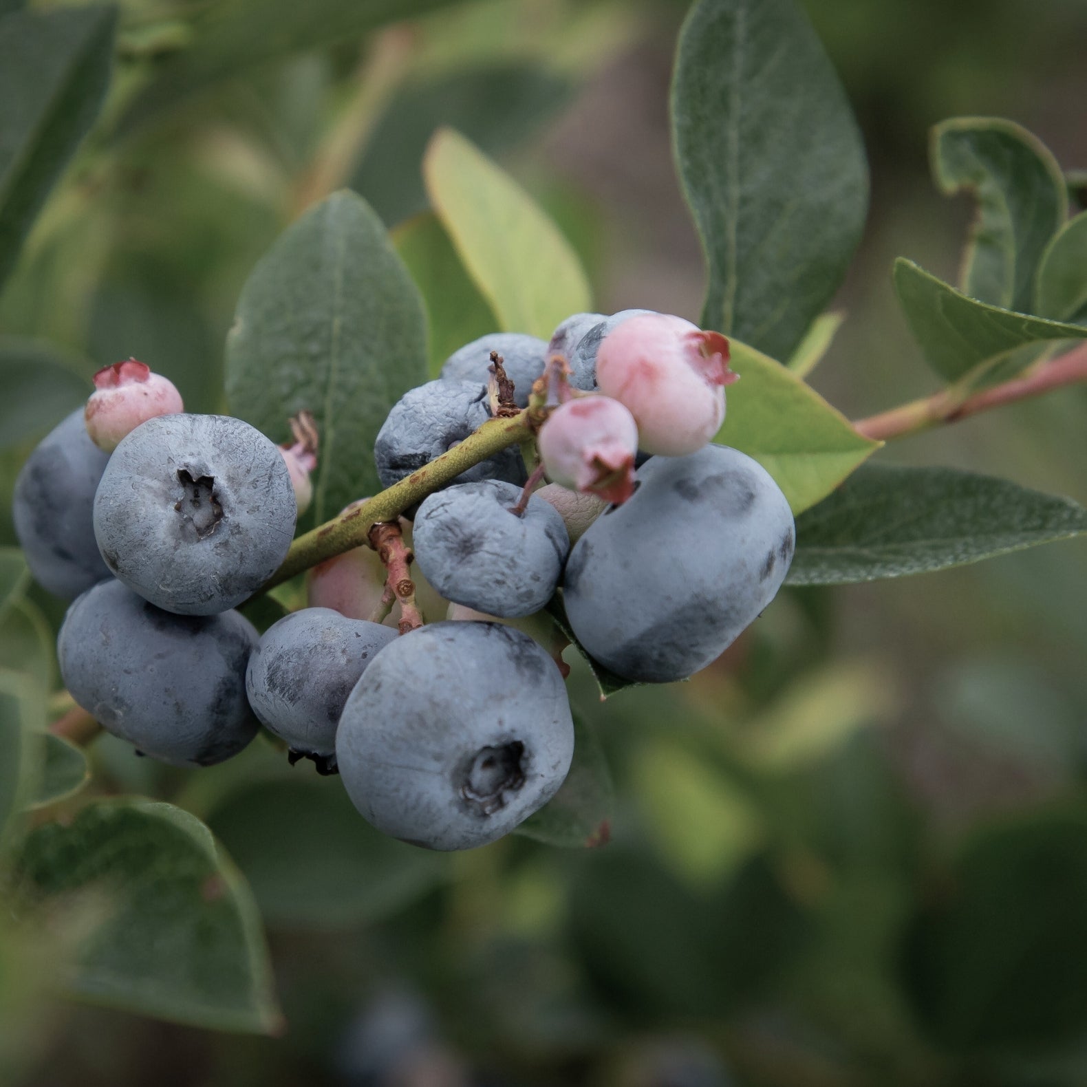 Fruit Trees - fruit trees - Blossomdale