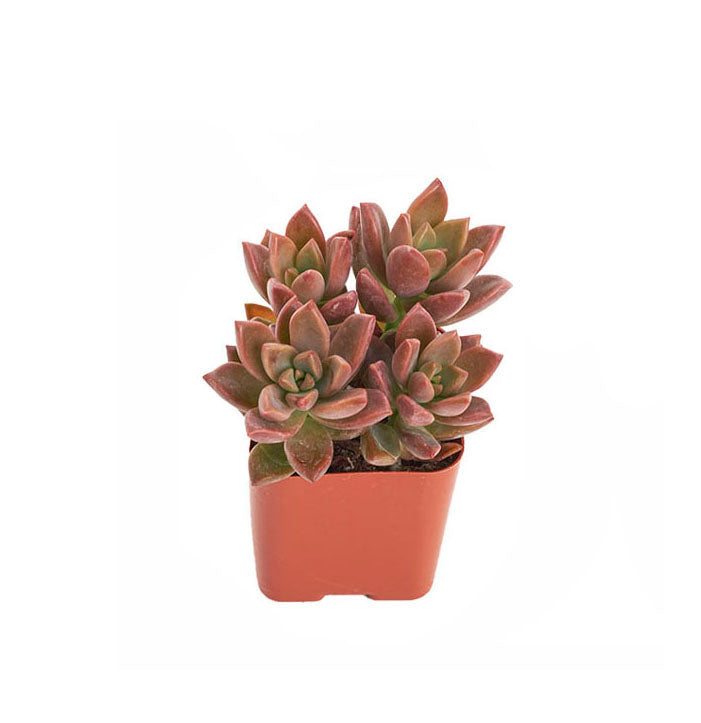 Red Graptosedum - Red Graptosedum succulent - Blossomdale