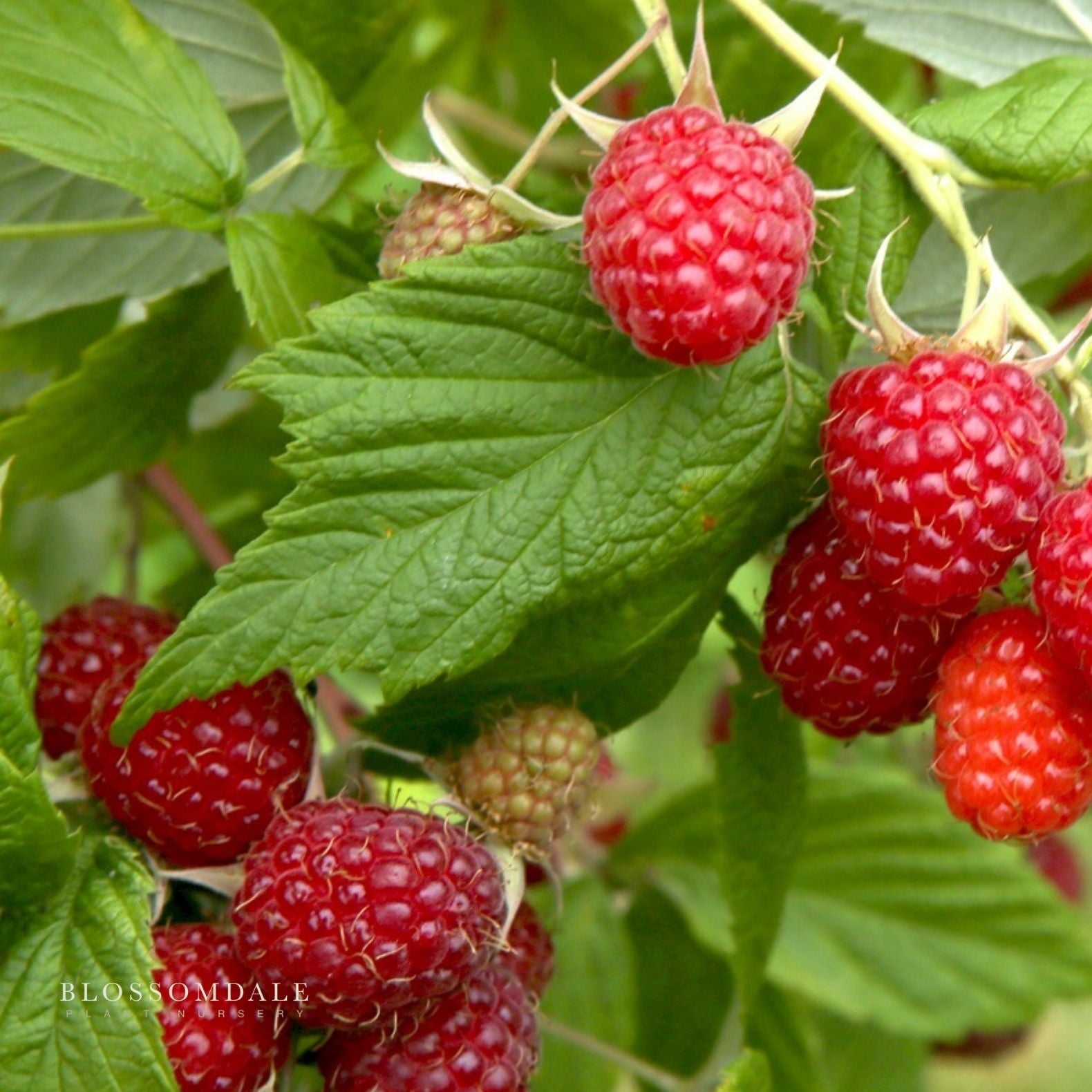 Caroline Raspberry Shrub – Blossomdale