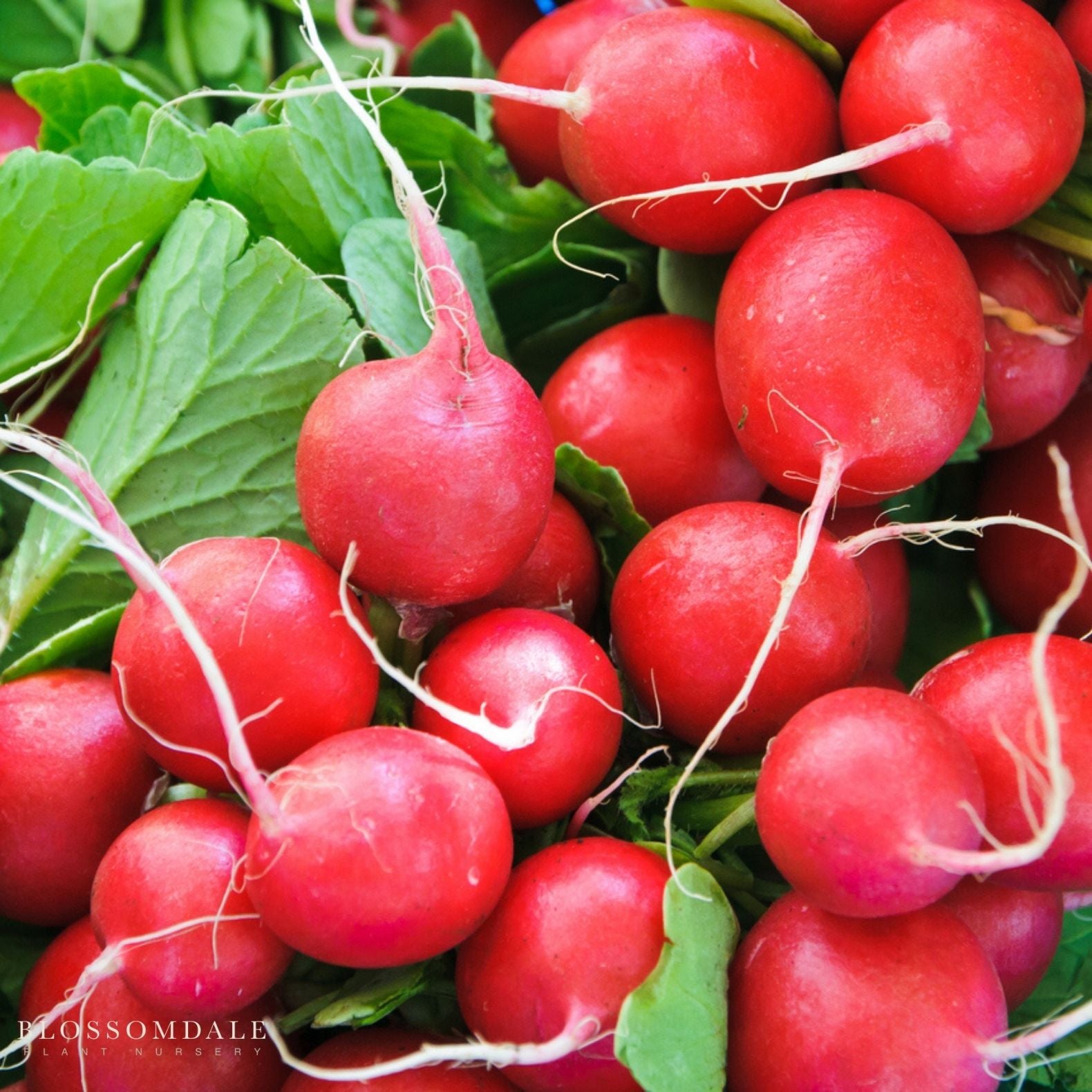 Cherry Belle Radish - fast growing radish - Blossomdale