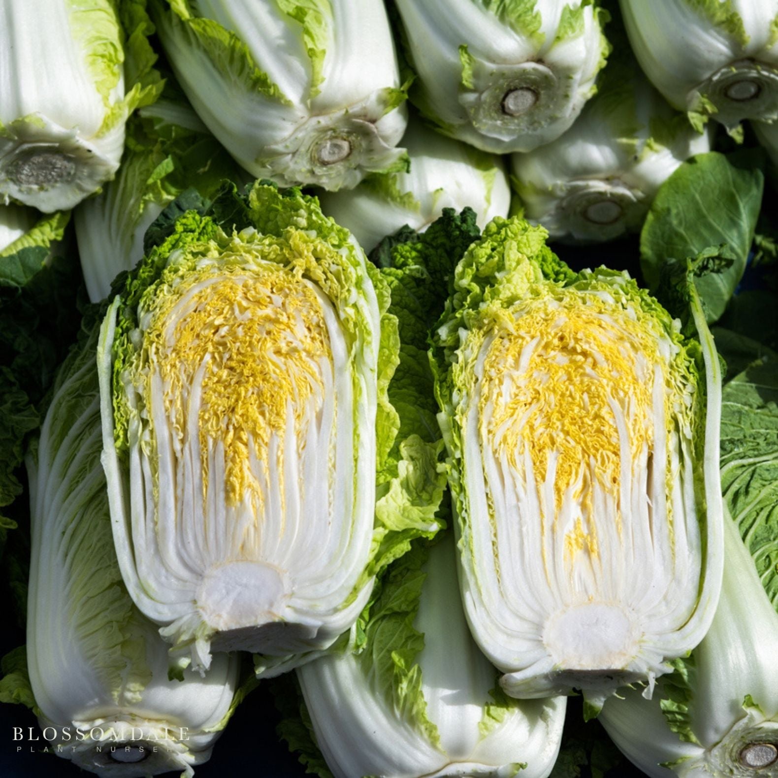 Brassica rapa 'China Gold' Cabbage - golden Napa cabbage - Blossomdale