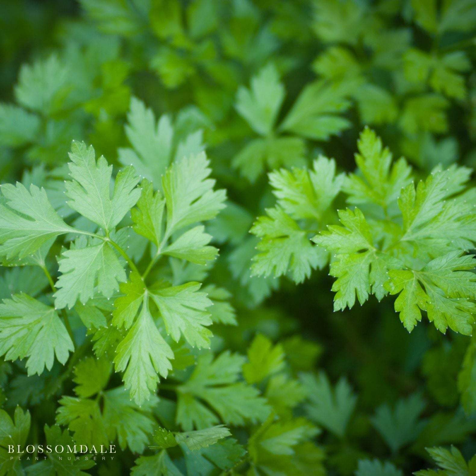 Italian Parsley Seeds - Italian flat leaf parsley - Blossomdale
