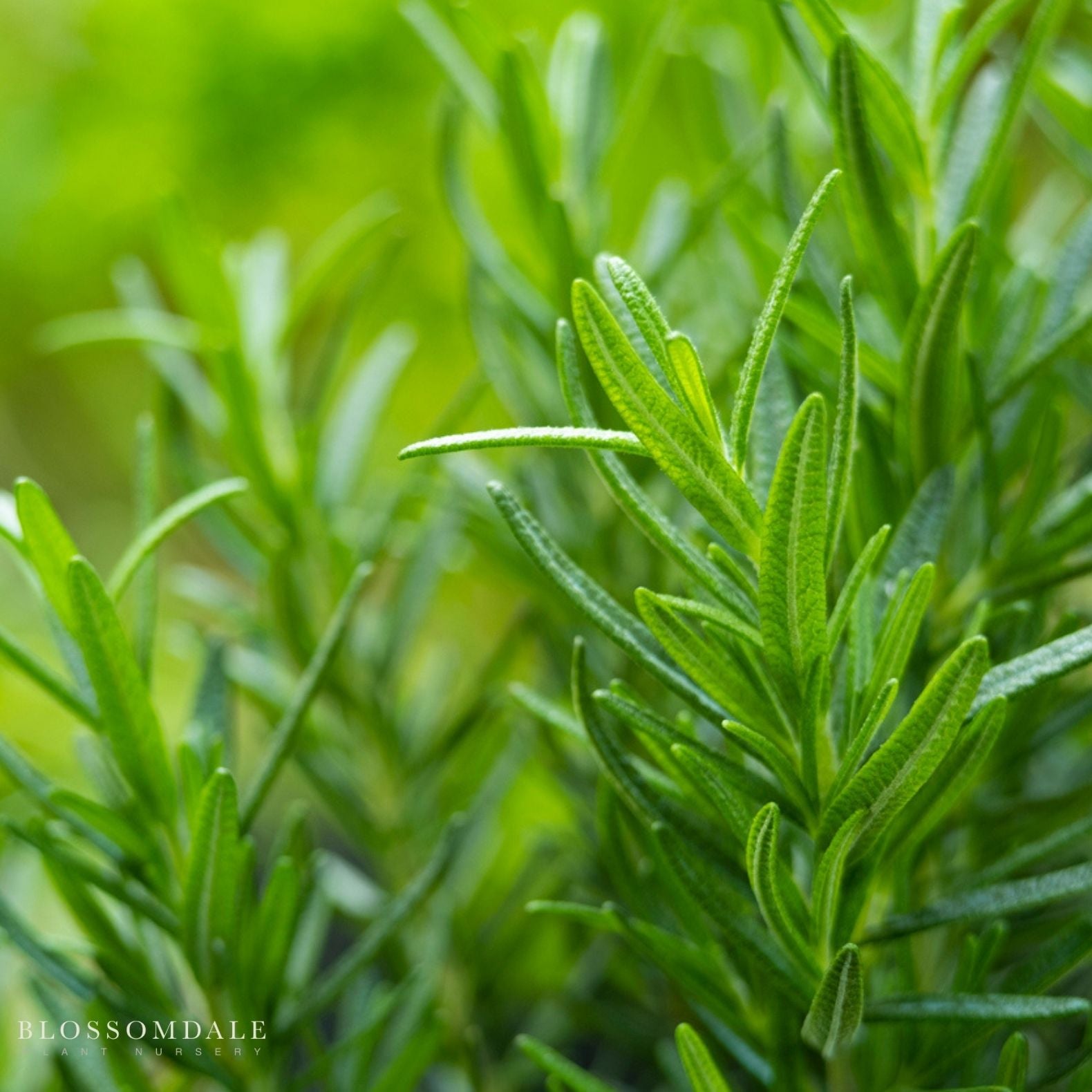 Rosemary Seeds - hardy culinary herb - Blossomdale