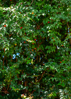 Surinam Cherry: A Complete Guide for Tropical Fruit Lovers | Blossomdale
