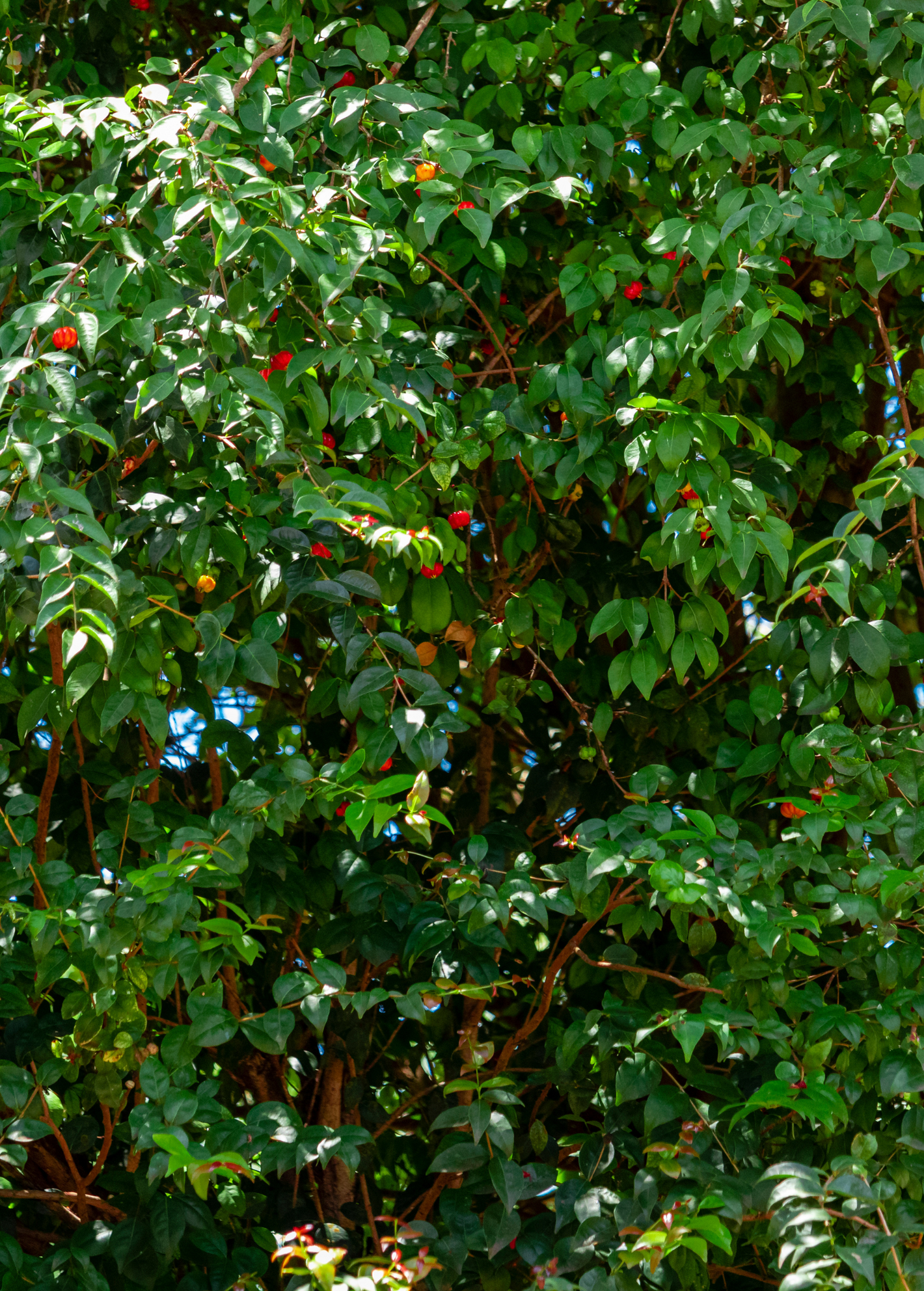 Surinam Cherry: A Complete Guide for Tropical Fruit Lovers | Blossomdale