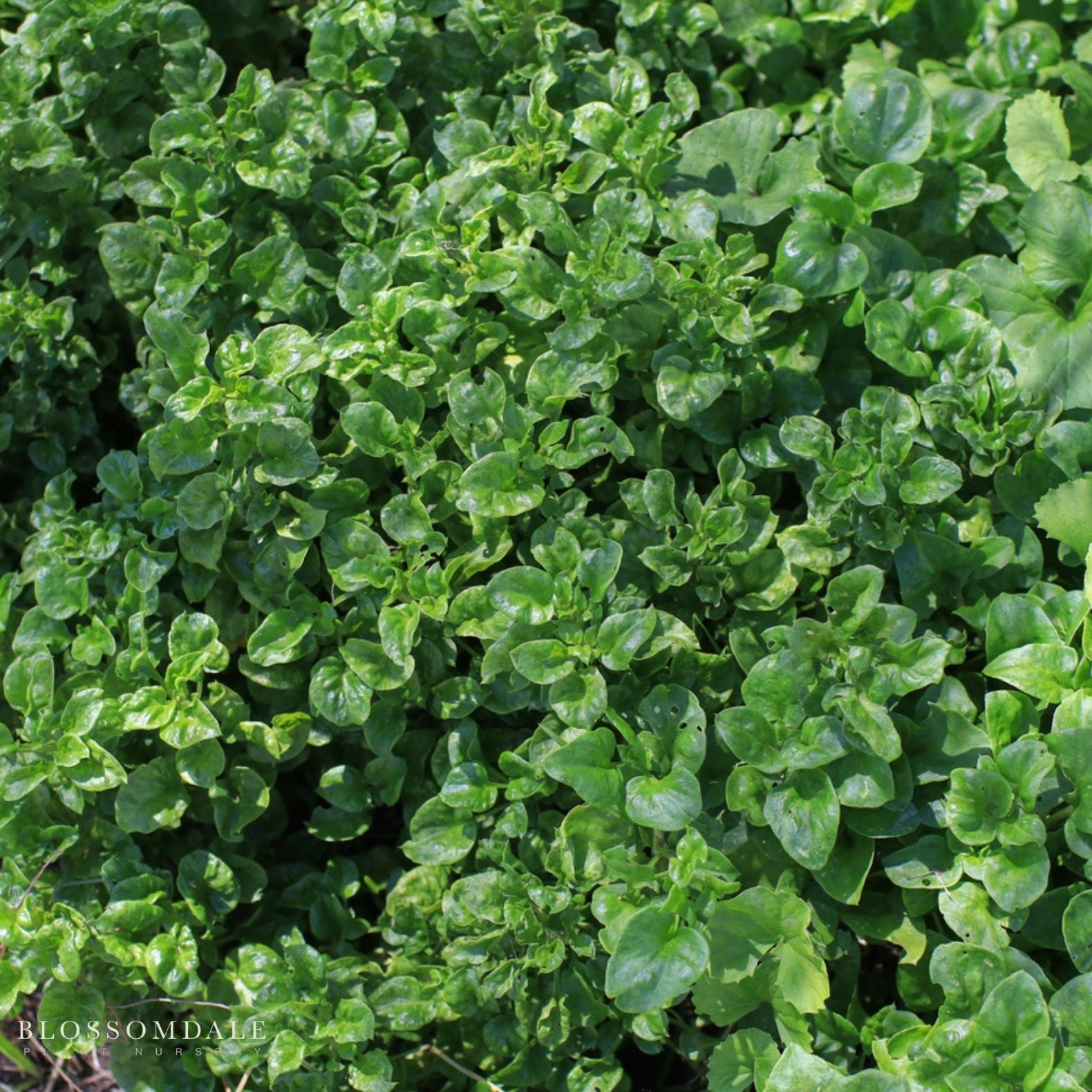 Nasturyium Watercress Seeds - watercress variety - Blossomdale